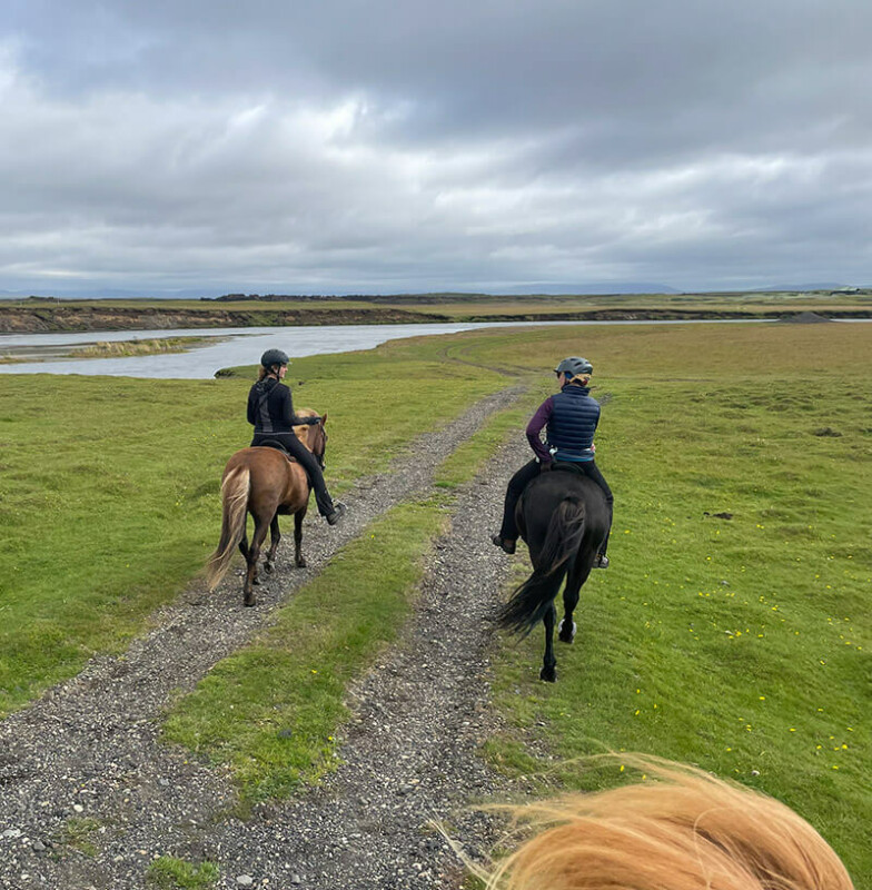 Island und seine Pferde: Alles über die Islandpferde